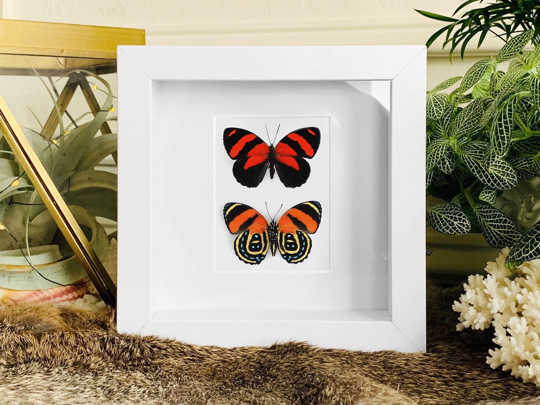 Framed Callicore Cynosura Butterfly Taxidermy: Double-sided Display - Etsy