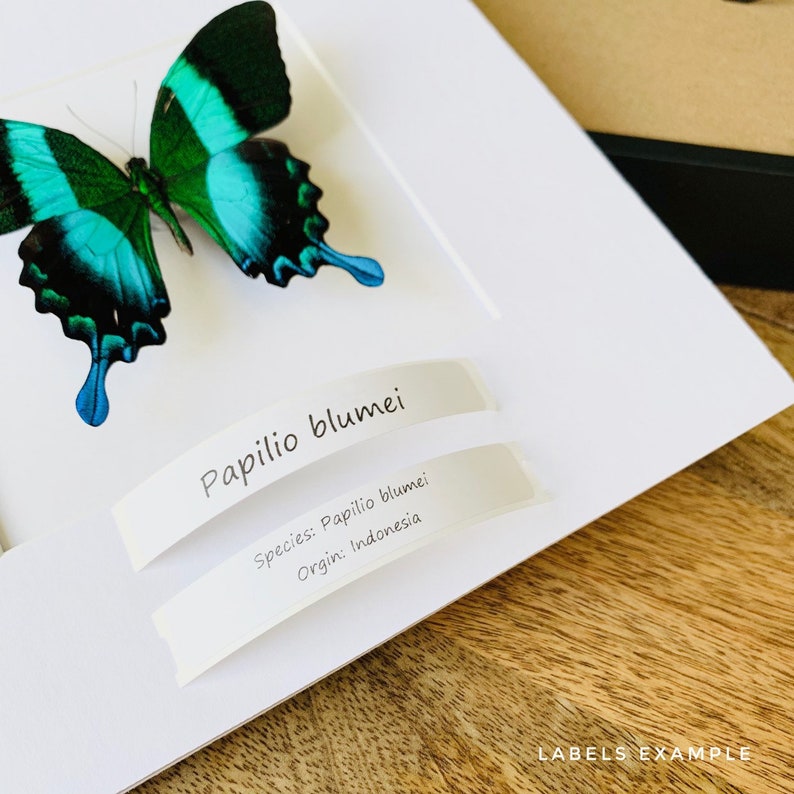 You give me butterflies frame Photo frame with real | Etsy