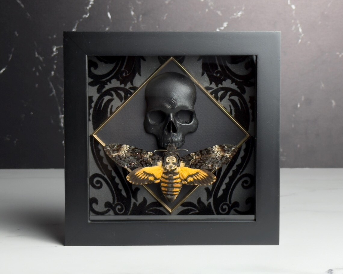 Framed Death's Head Moth on Skull - Etsy