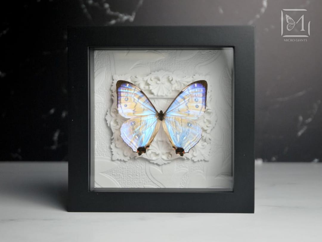 Deluxe Framed Morpho Sulkowski Butterfly - Etsy