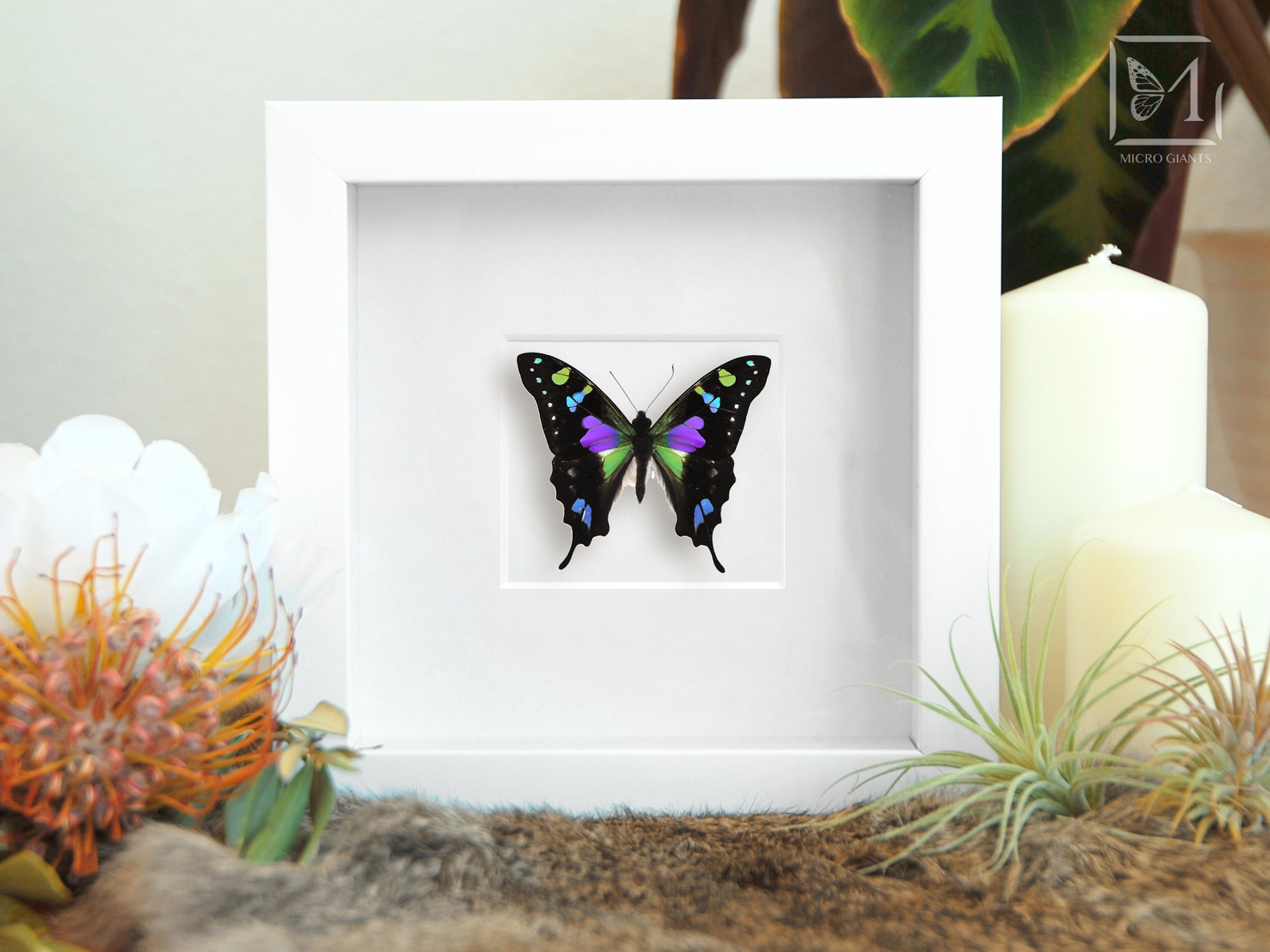 Purple Spotted Swallowtail Butterfly in Frame - Etsy