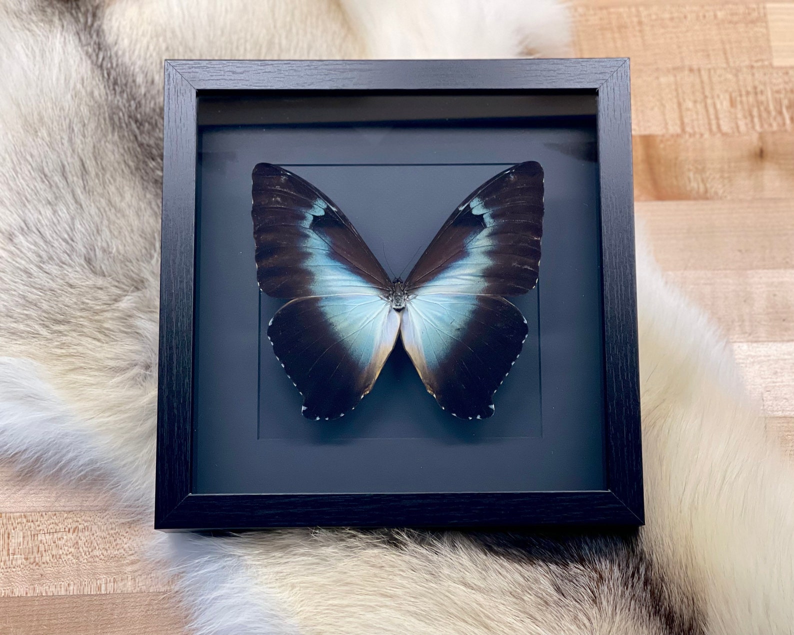 Framed Large Morpho Cisseis Butterfly - Etsy