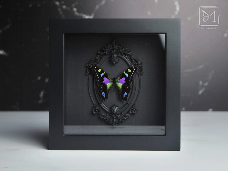 Purple Spotted Swallowtail Butterfly in Luxe Frame - Etsy