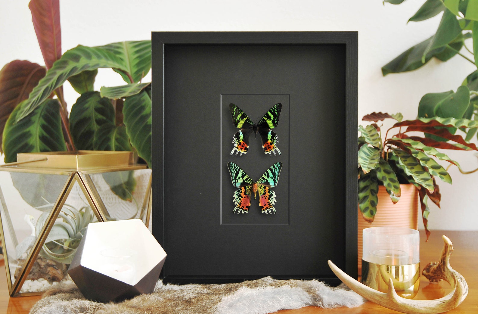 Butterfly Taxidermy in Large Frame // Real Framed Butterfly | Etsy