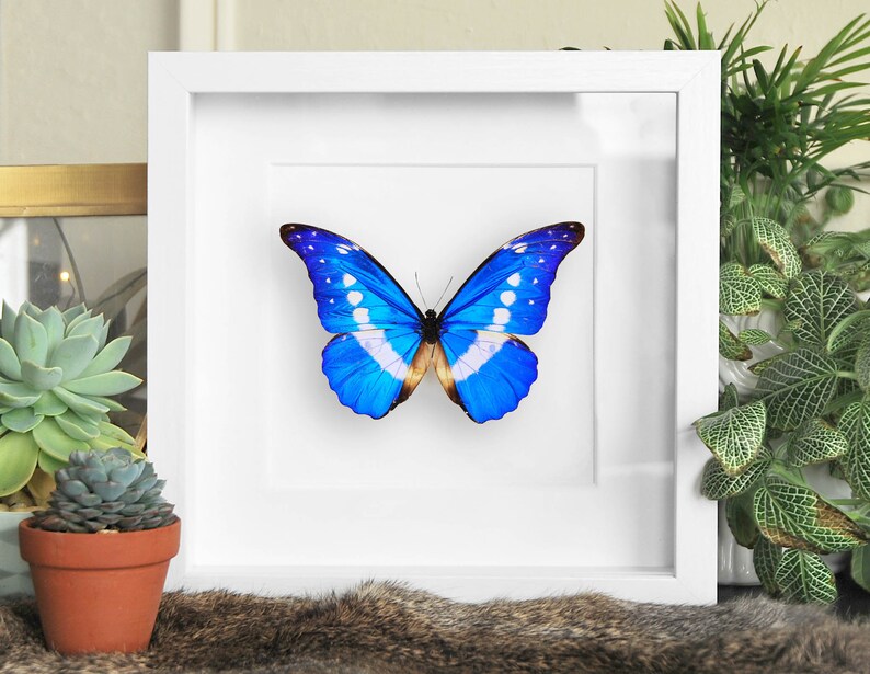 Premium Framed Morpho Helena Butterfly | Etsy