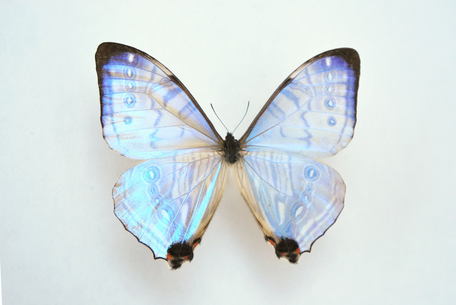 Deluxe Framed Morpho Sulkowski Butterfly - Etsy