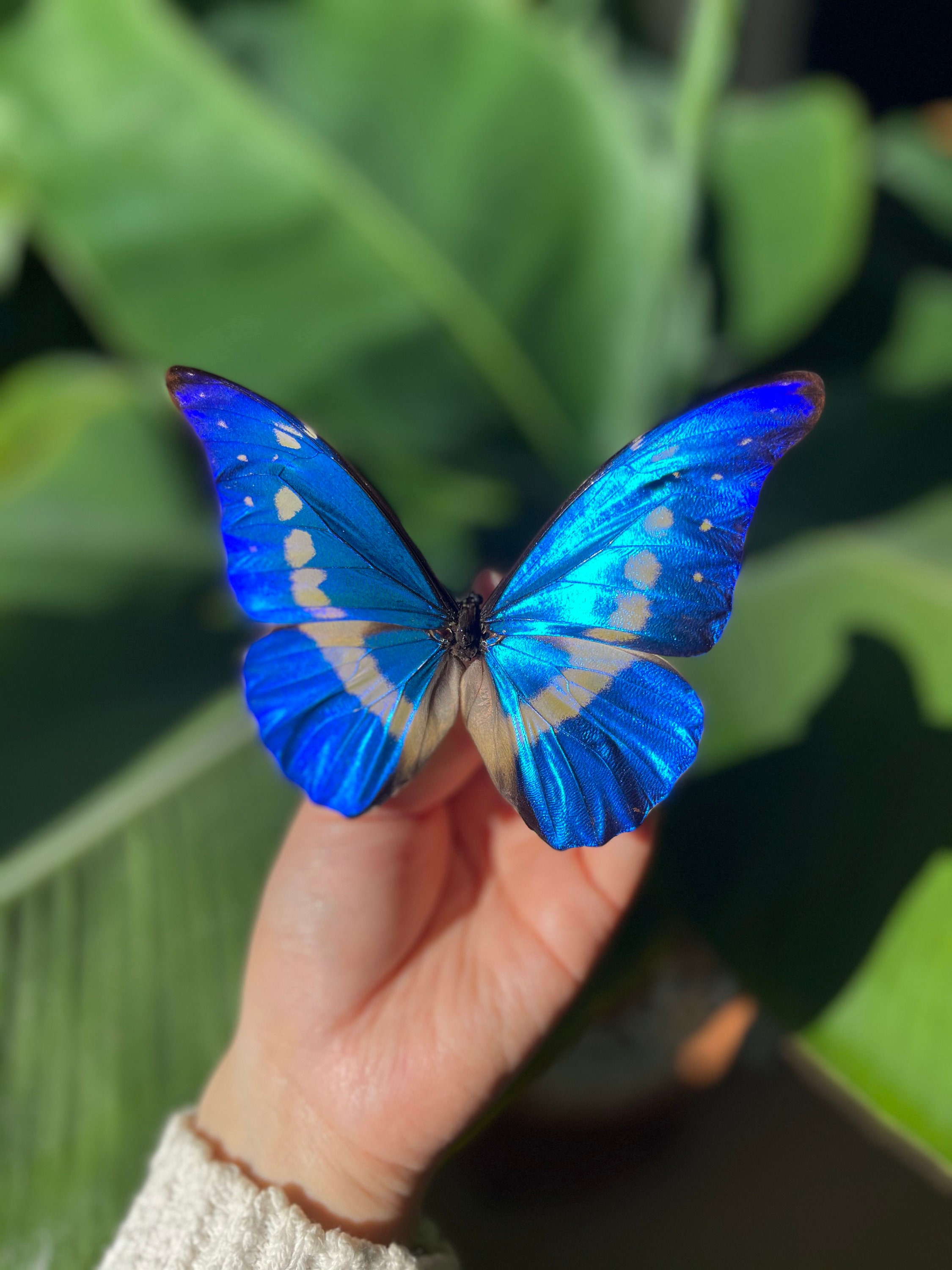 Permium Framed Morpho Helena and Northern Birdwing Butterfly - Etsy