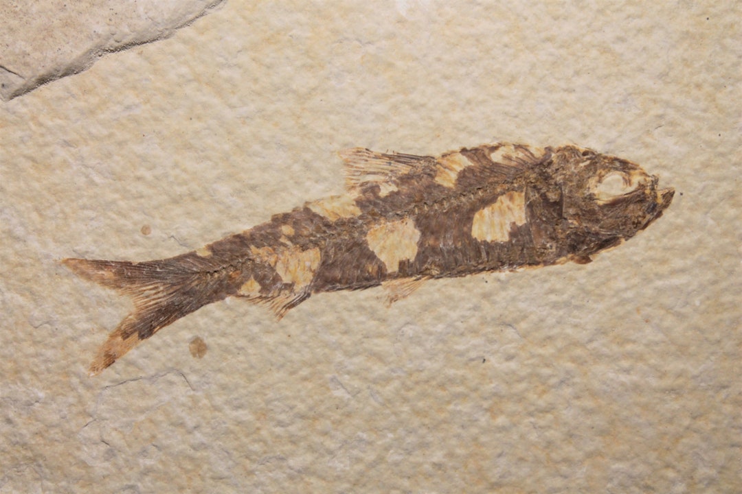 Knightia Alta Fossil Fish in Matrix Collectible Display Gift Eocene ...