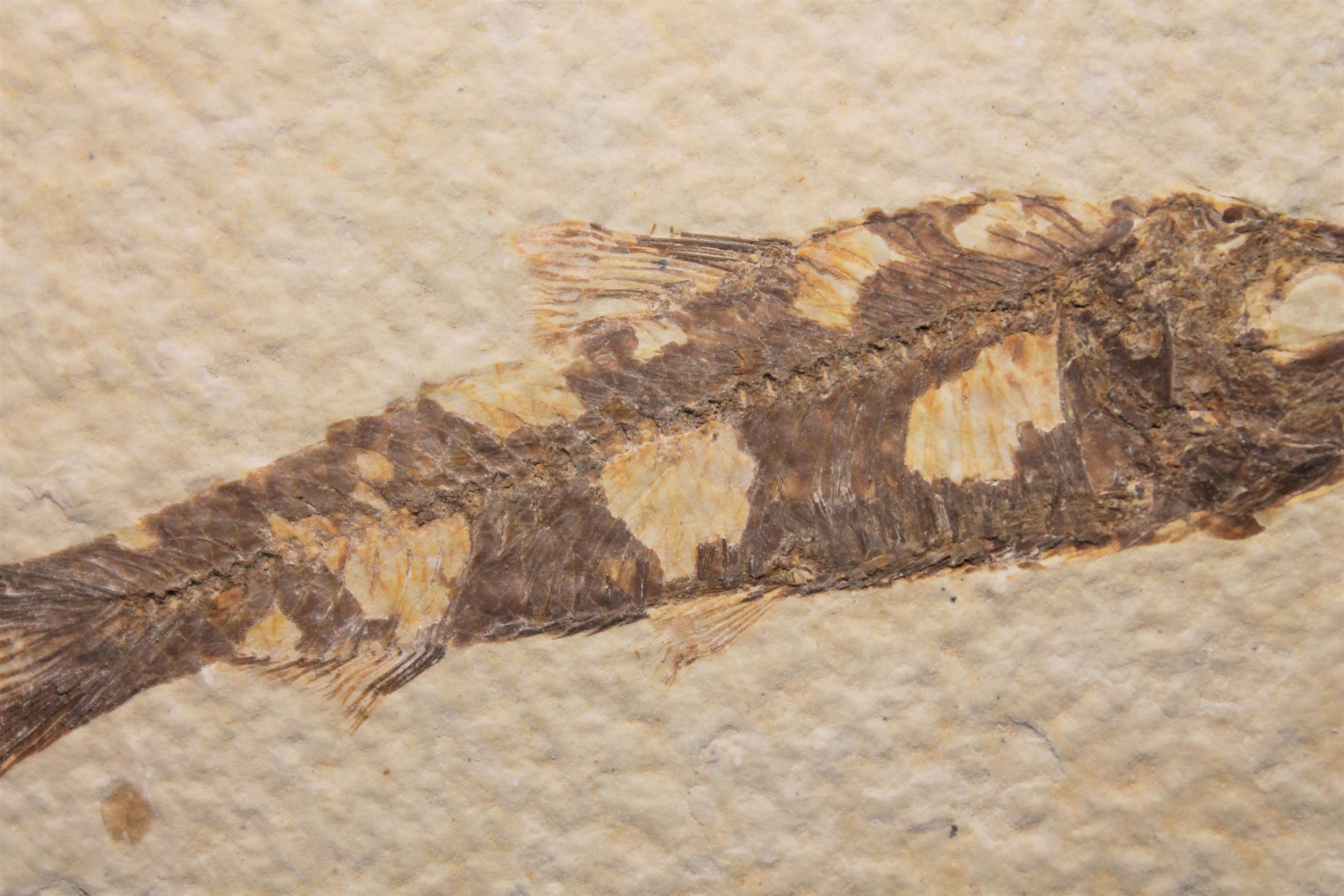 Knightia Alta Fossil Fish in Matrix Collectible Display Gift - Etsy