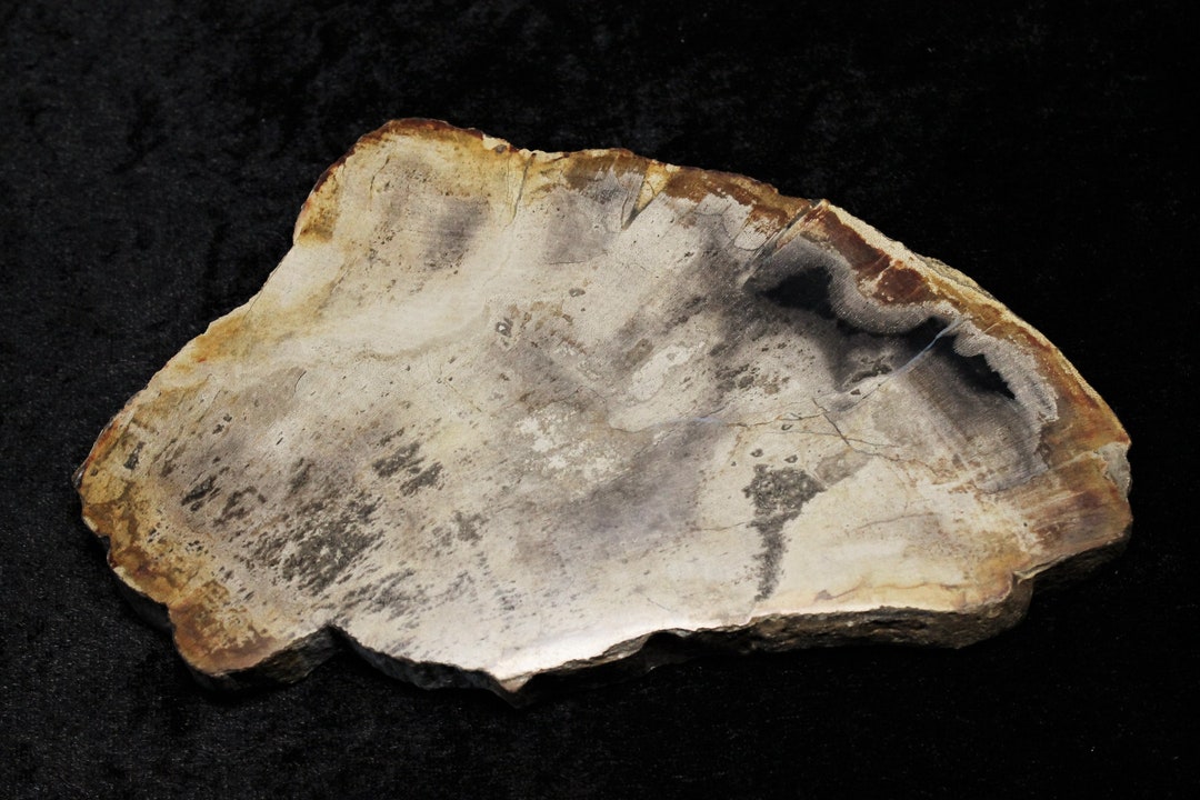 Petrified Fossil Wood Slice Fossilized Araucaria Tree Slab Natural Bark ...