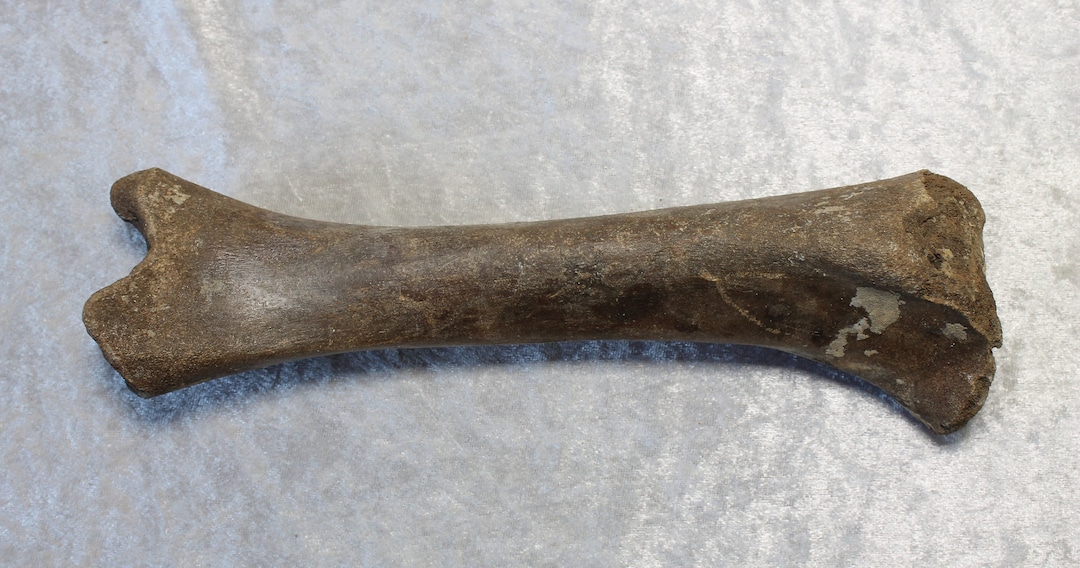 Ice Age Horse Pleistocene Tibia Leg Bone Natural Rare Display Piece ...