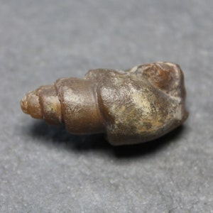 Agatized Fossil Smooth Gastropod Shell Agate Sea Snail Eocene Morocco ...