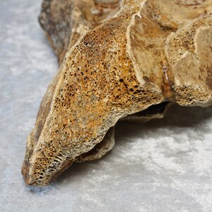 Ice Age Bison Sacrum Vertebra Bone Pleistocene Large Fossil Natural ...