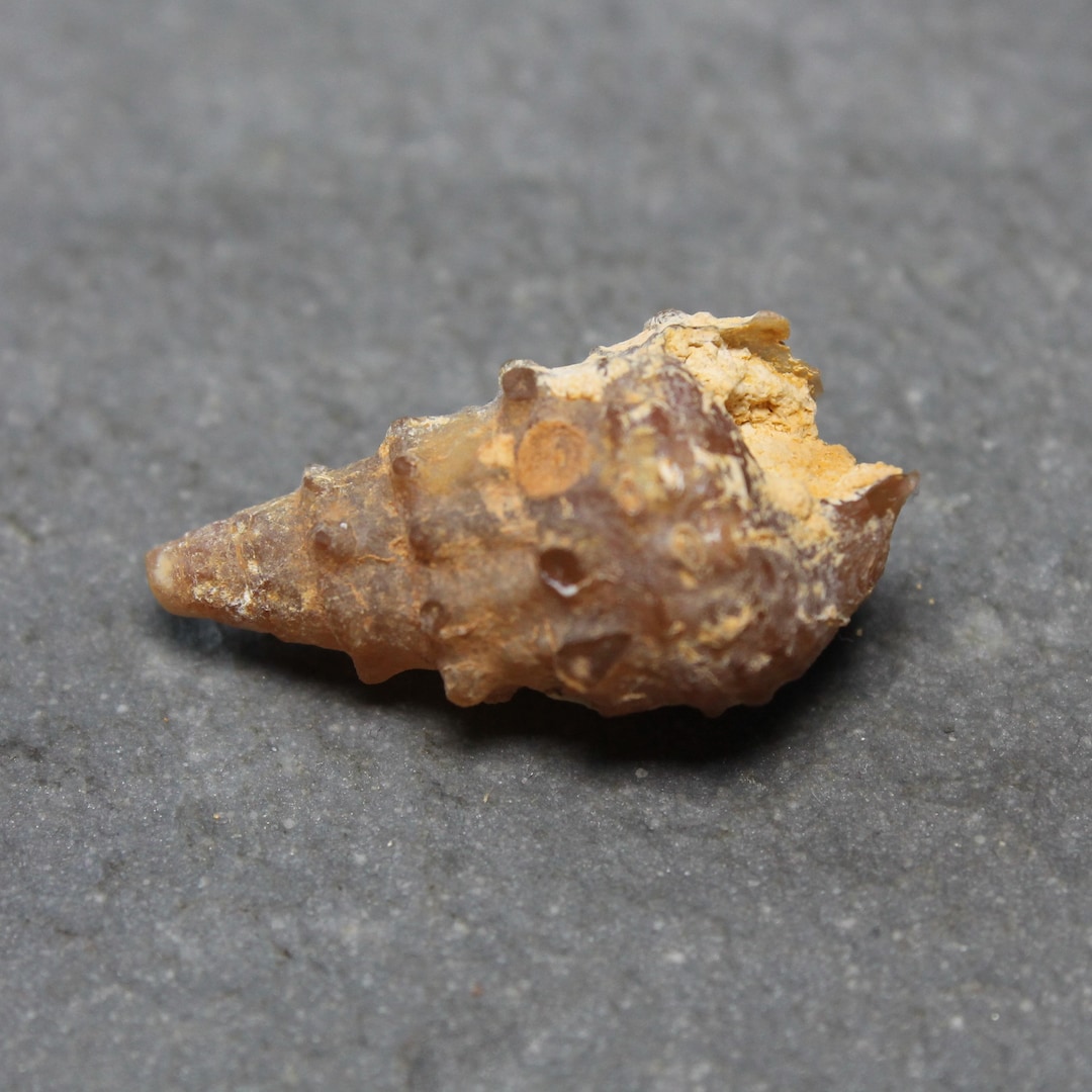 Agate Cerithium Sp. Agatized Fossil Knobbly Gastropod Shell Sea Snail ...