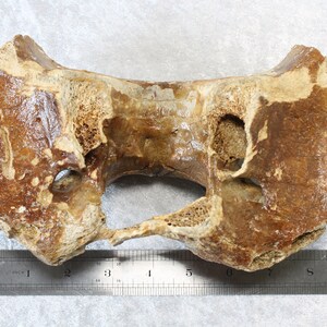Ice Age Bison Atlas Vertebra Bone Pleistocene Large Fossil Natural Rare ...