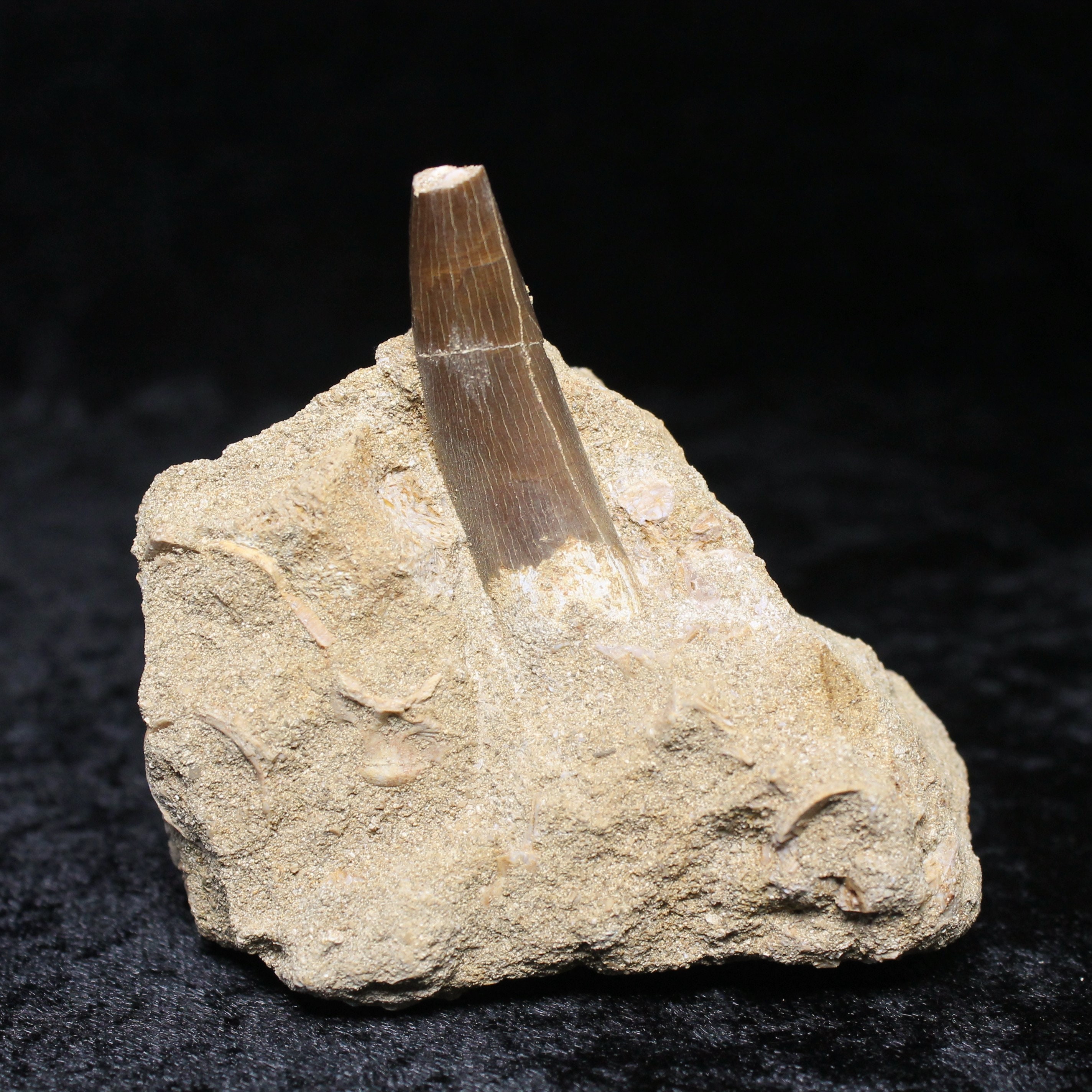1.75 Zarafasaura Oceanis Plesiosaur Tooth in Matrix - Etsy
