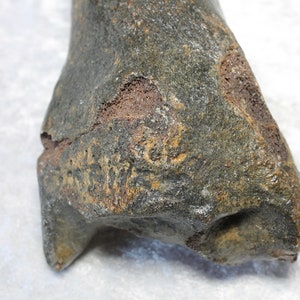 Ice Age Bison Radius Leg Bone Pleistocene Large Fossil Natural Rare ...