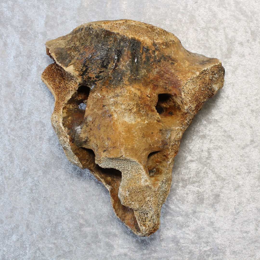 Ice Age Bison Sacrum Vertebra Bone Pleistocene Large Fossil Natural ...