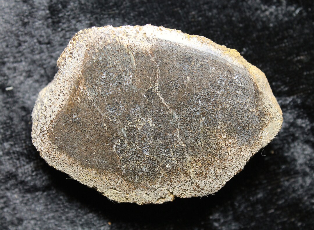 Pliosaur Polished Marine Reptile Dinosaur Fossil Fossilized Bone ...