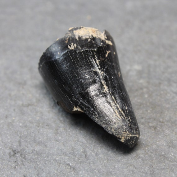 Fossil Crocodile Crocodilian Tooth Marine Reptile Miocene - Etsy
