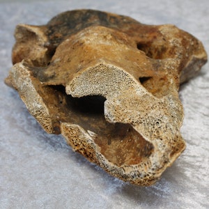 Ice Age Bison Sacrum Vertebra Bone Pleistocene Large Fossil Natural ...