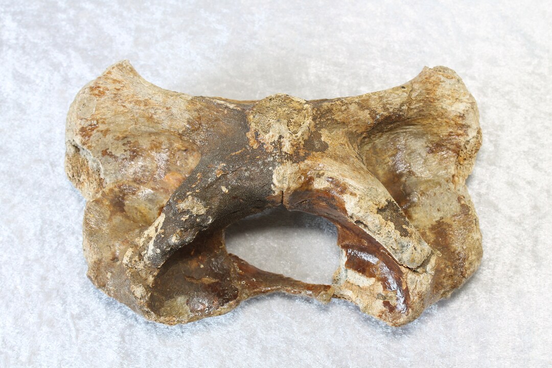Ice Age Bison Atlas Vertebra Bone Pleistocene Large Fossil Natural Rare ...