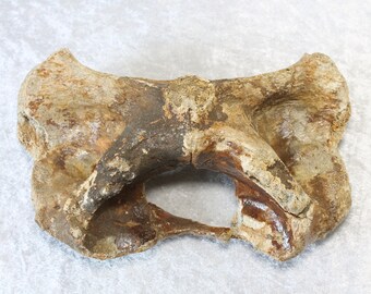 Ice Age Bison Radius Leg Bone Pleistocene Large Fossil Natural Rare ...