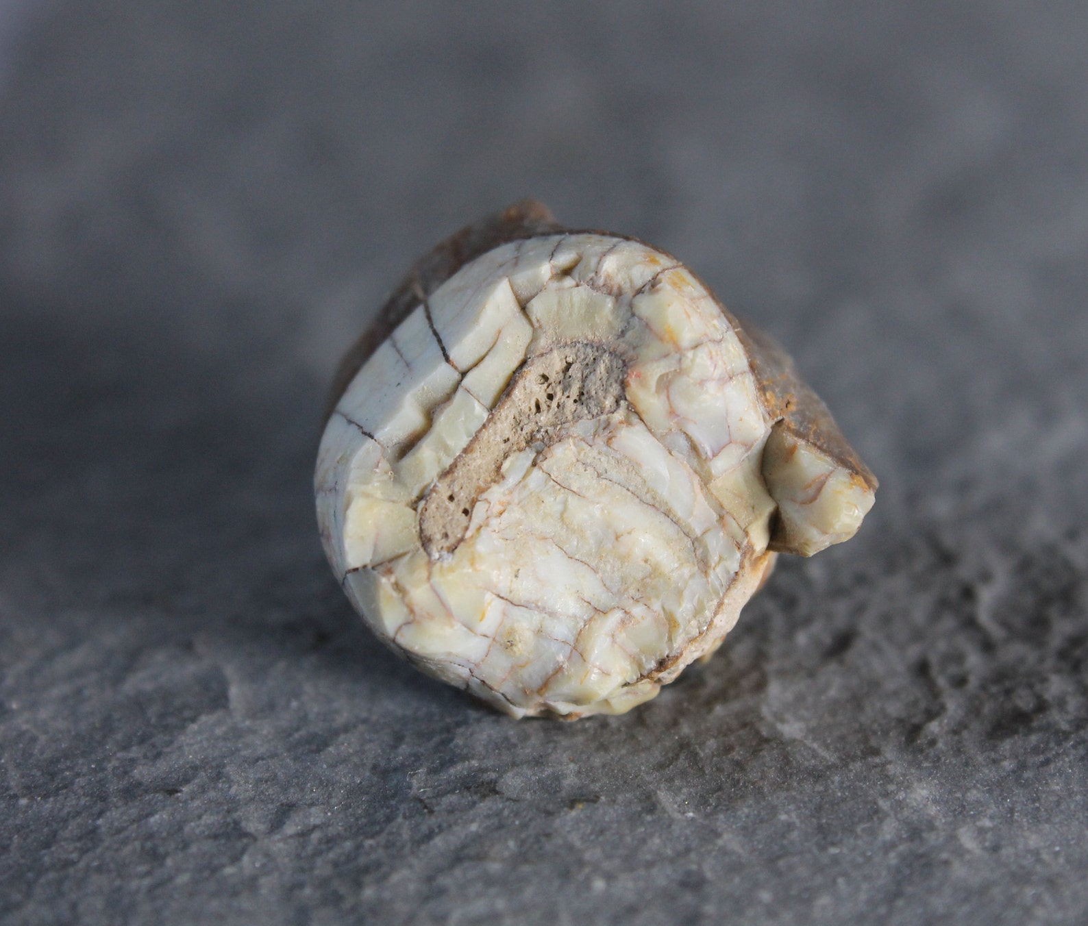 Large Oreodont merycoidodon Gracilis Fossil Tooth With Jaw - Etsy