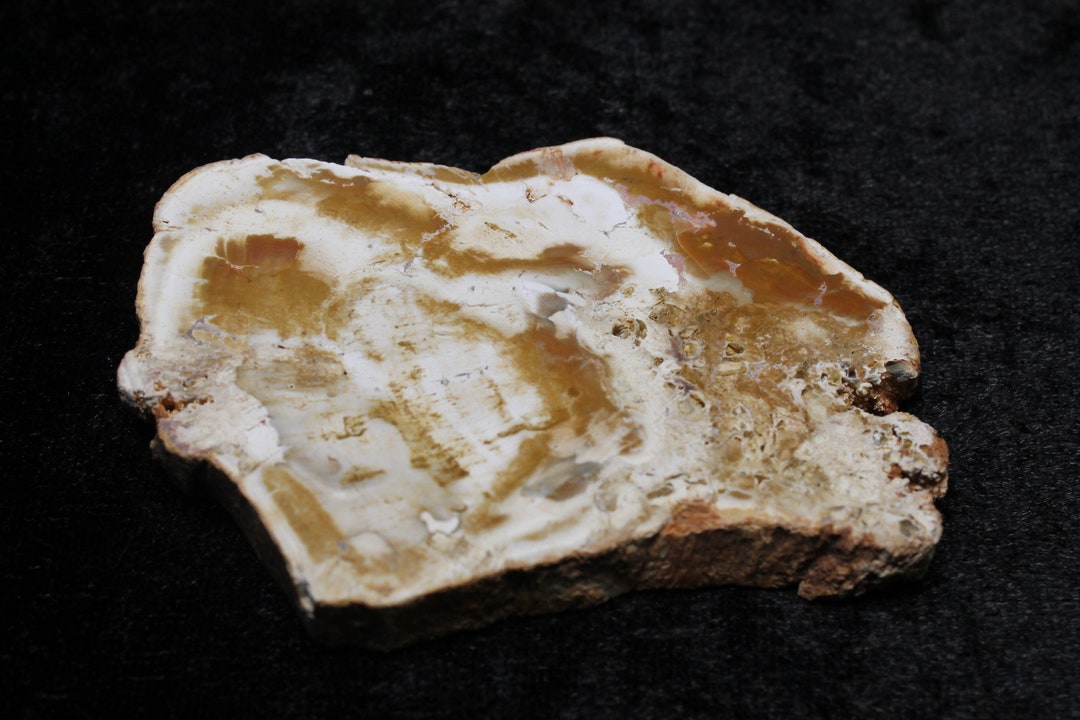 Petrified Fossil Wood Fossilized Tree Slice Natural Bark - Etsy