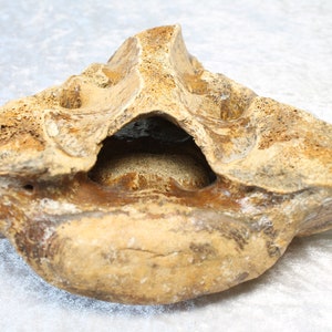 Ice Age Bison Sacrum Vertebra Bone Pleistocene Large Fossil Natural ...