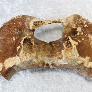 Ice Age Bison Atlas Vertebra Bone Pleistocene Large Fossil Natural Rare ...