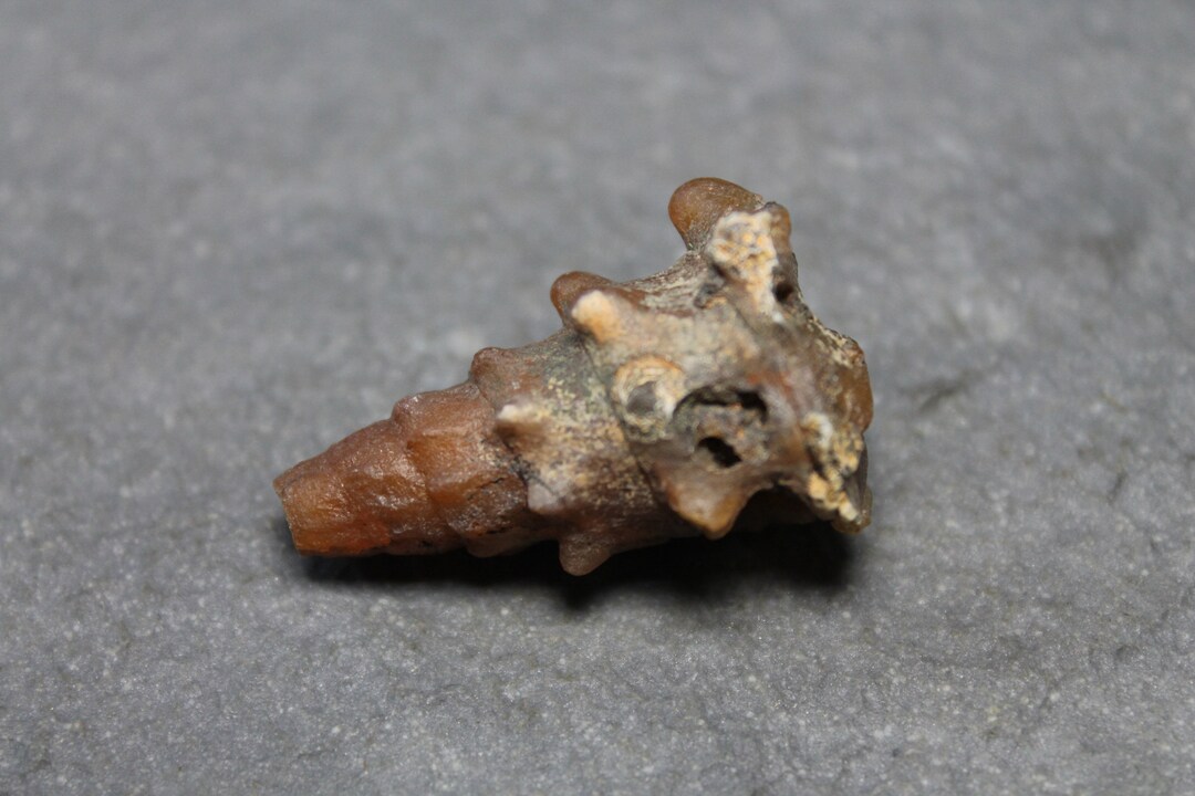 Agate Cerithium Sp. Agatized Fossil Knobbly Gastropod Shell - Etsy