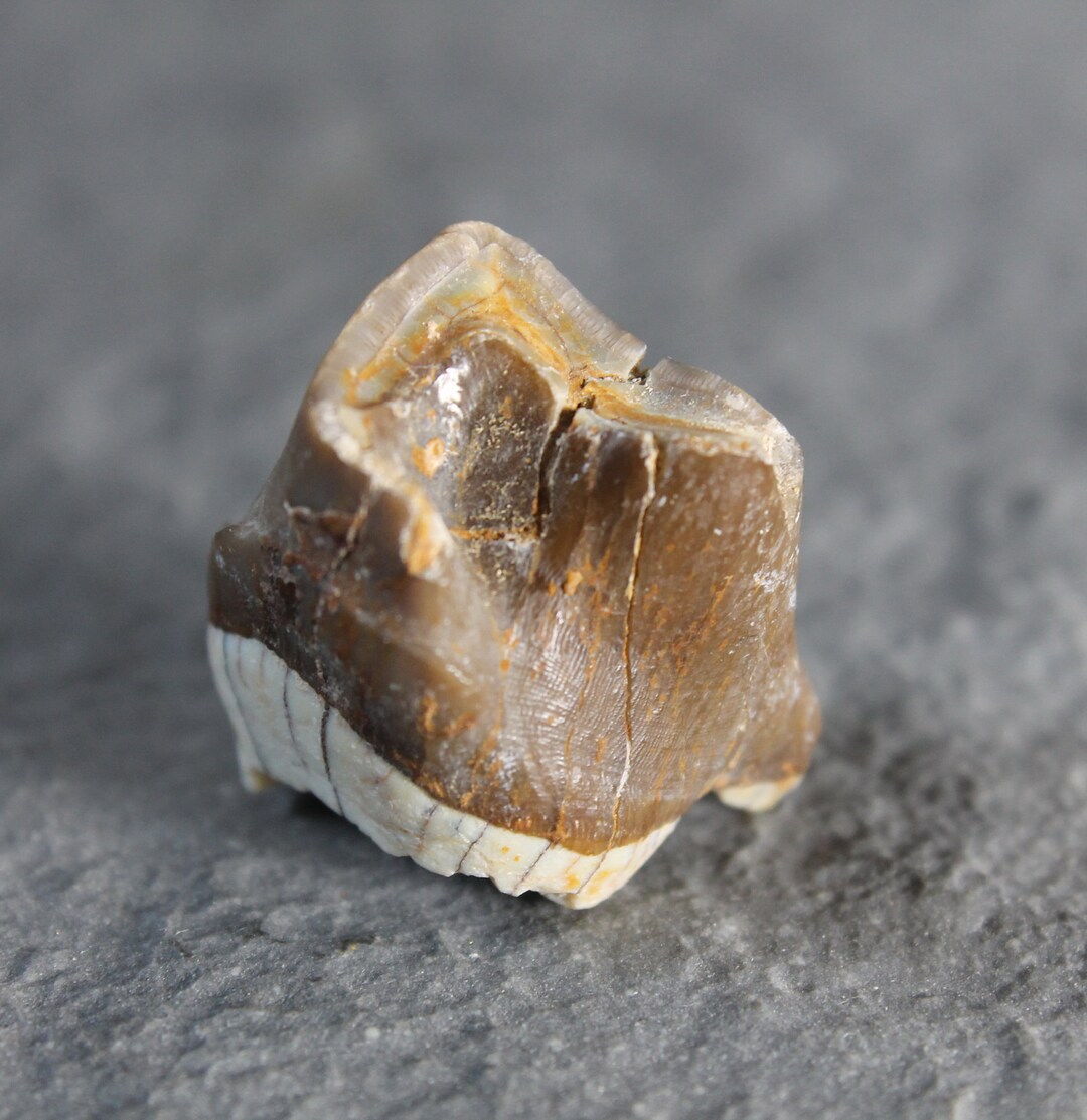 Large Oreodont (merycoidodon Gracilis) Fossil Tooth With Jaw Bone ...