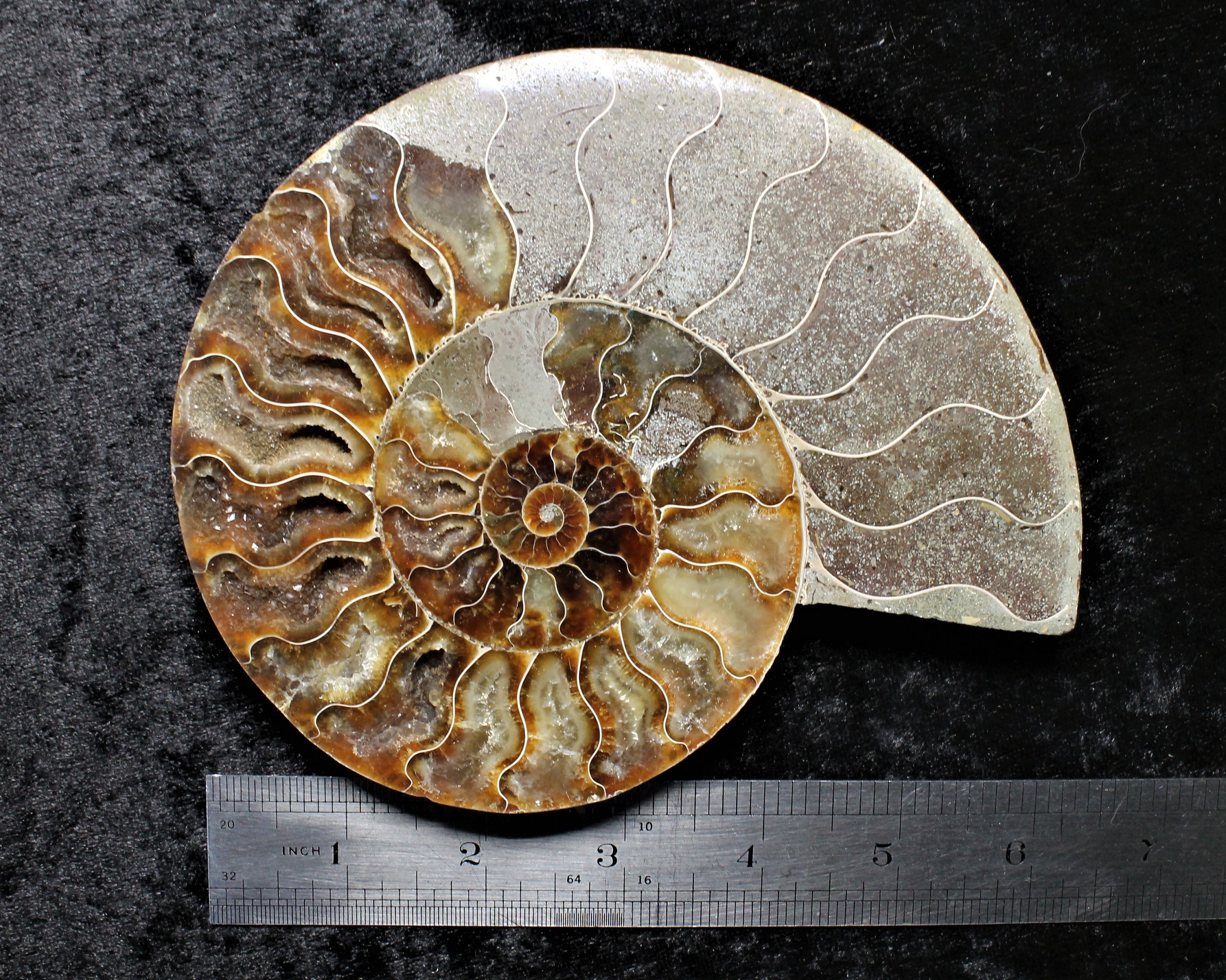 Ammonite Fossil Cut In Half
