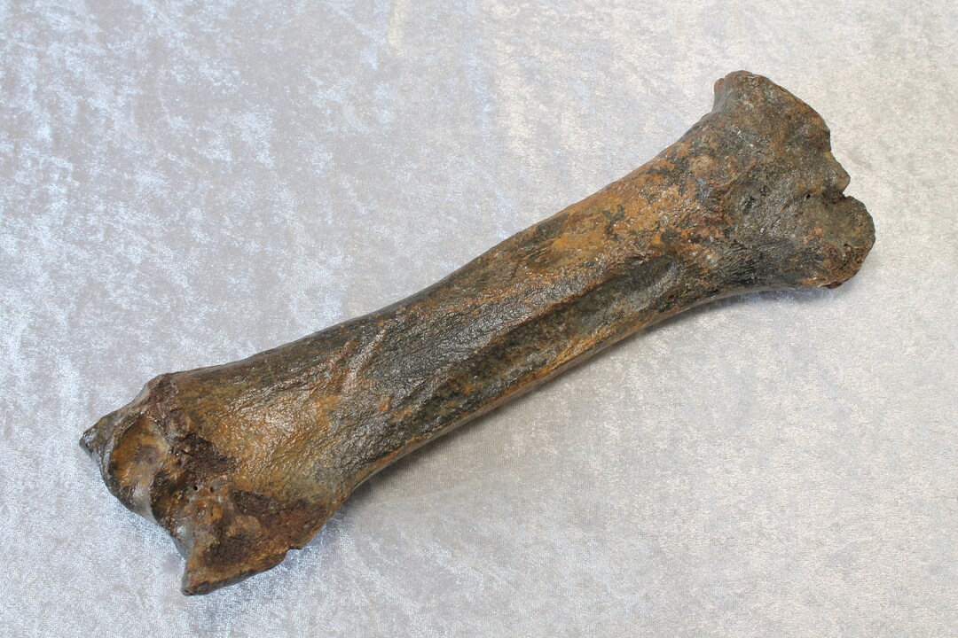 Ice Age Bison Radius Leg Bone Pleistocene Large Fossil Natural Rare ...