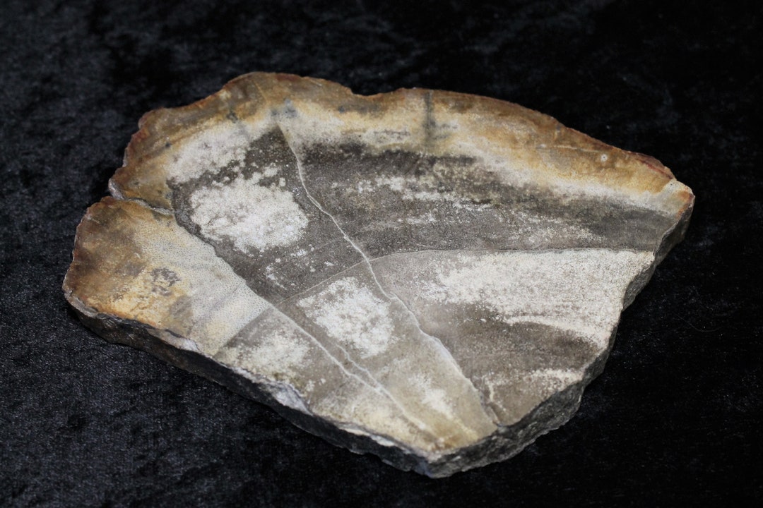 Petrified Fossil Wood Slice Fossilized Araucaria Tree Slab Natural Bark ...