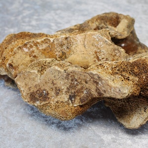 Ice Age Bison Sacrum Vertebra Bone Pleistocene Large Fossil Natural ...