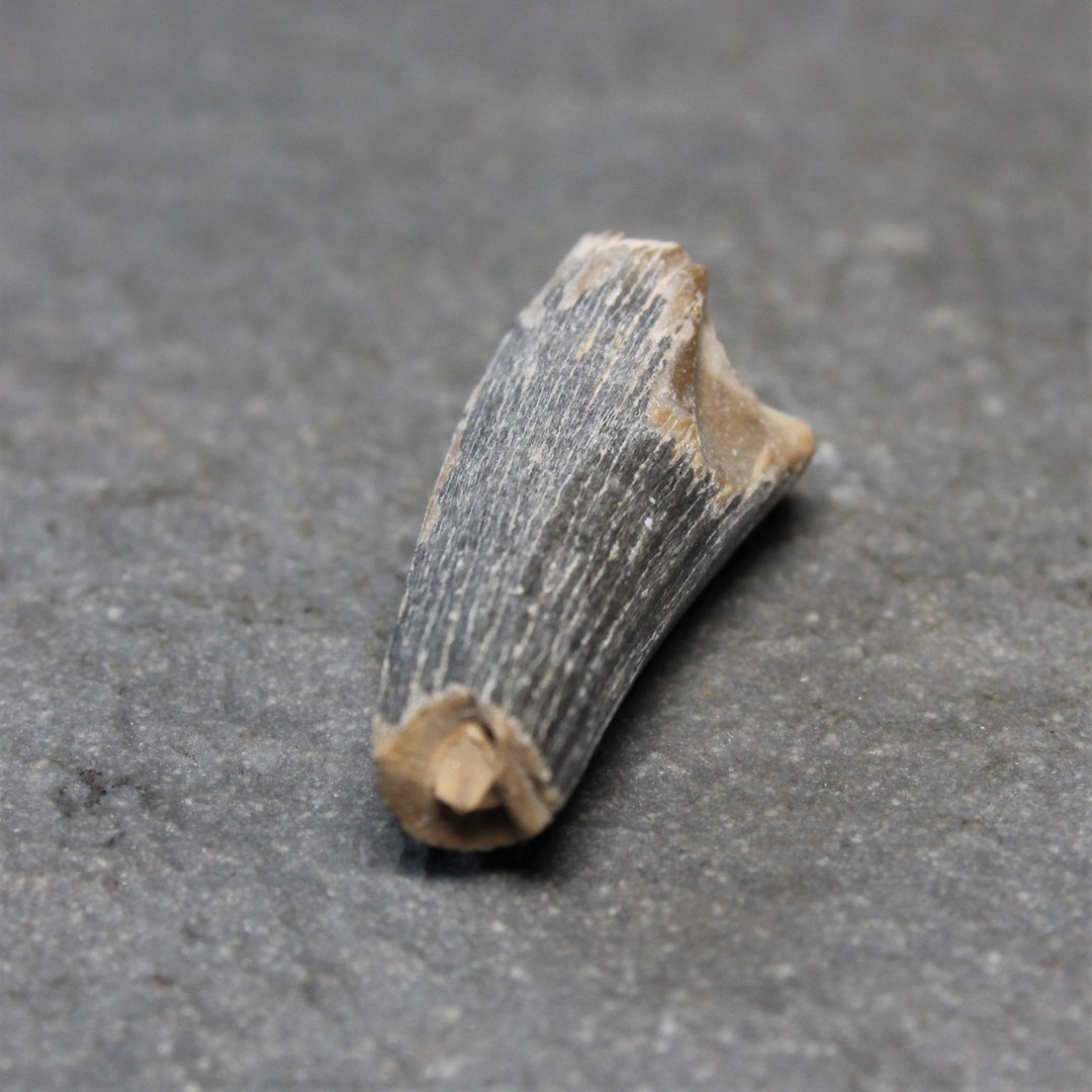 Fossil Crocodile Crocodilian Tooth Marine Reptile Miocene Period 10MYO ...