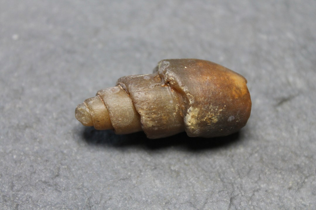 Agatized Fossil Smooth Gastropod Shell Agate Sea Snail Eocene Morocco ...