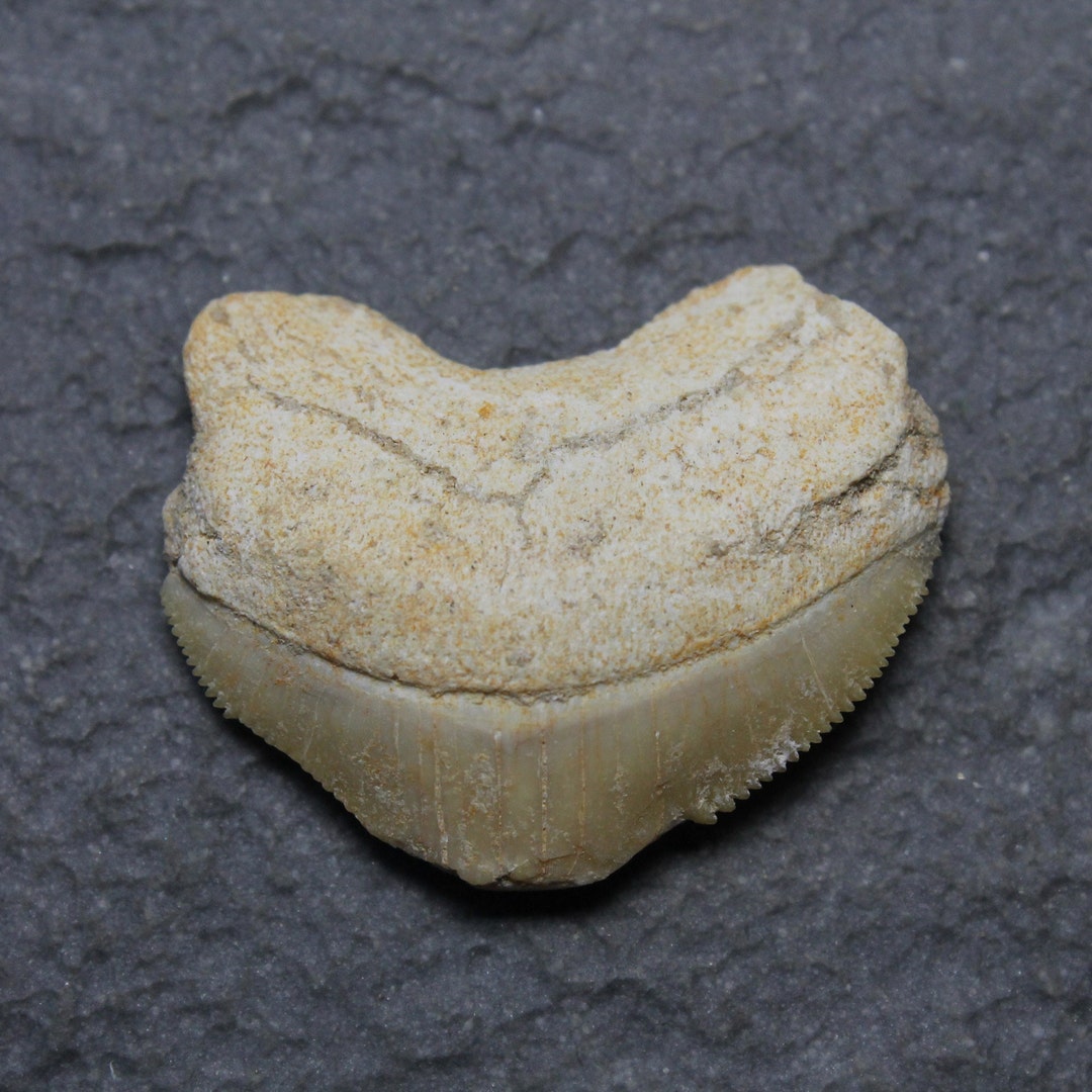 Squalicorax Pristodontus Fossil Crow Shark Tooth Cretaceous 65-70MYO ...