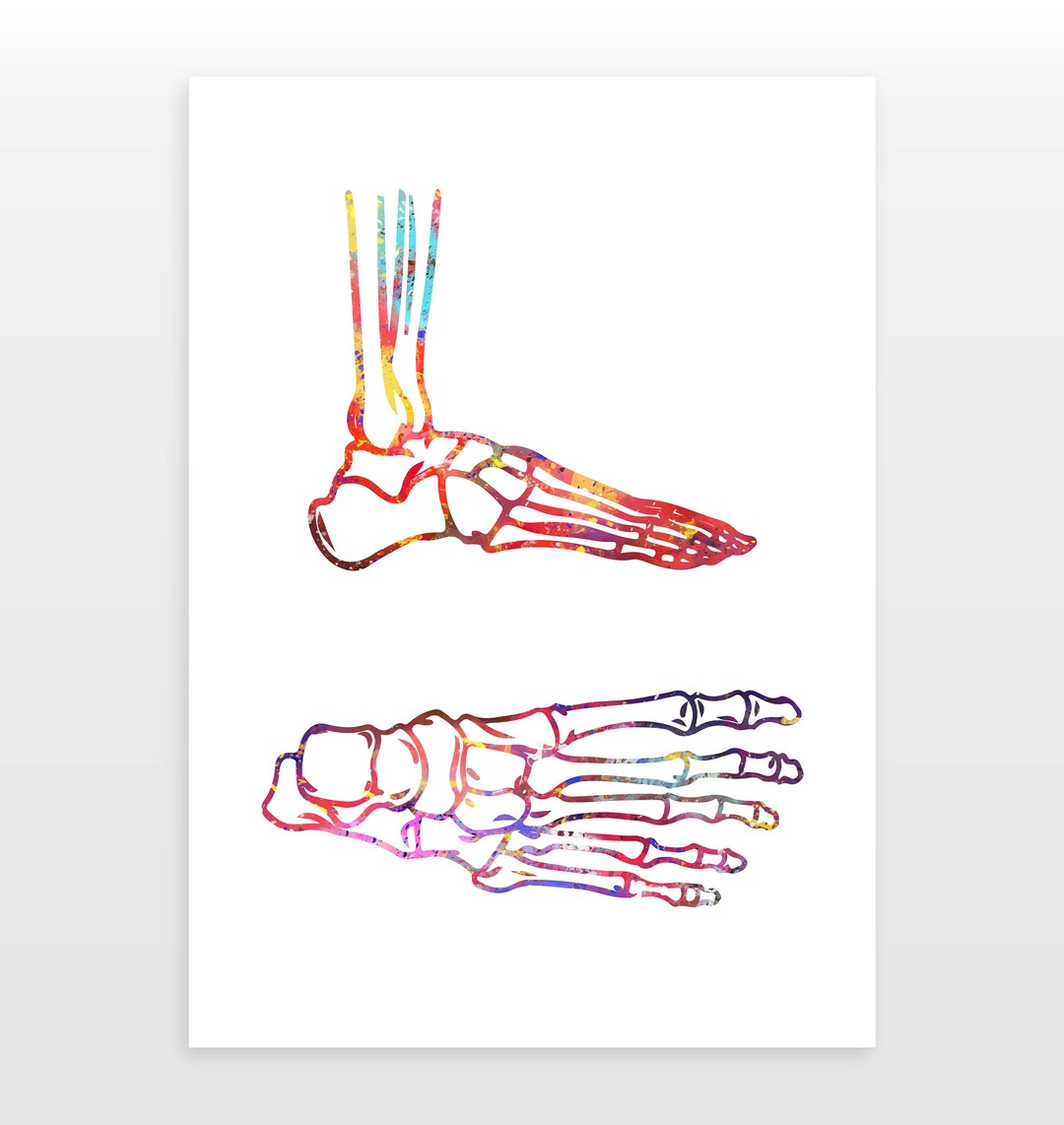 Skeletal Foot Poster - Watercolour Print - Etsy