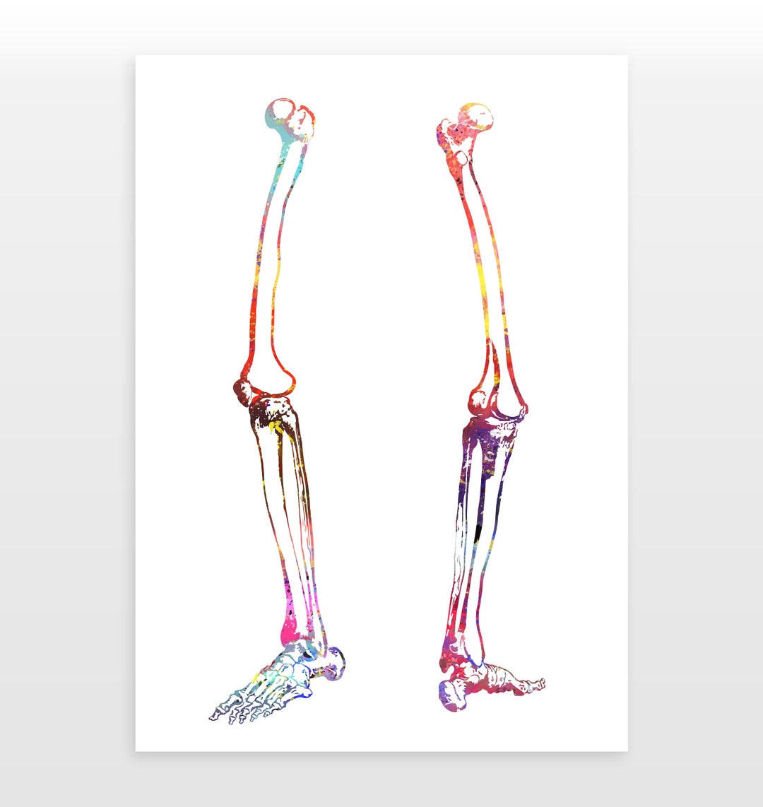 Skeletal Legs Poster - Osteology Print - Watercolour Print - Etsy
