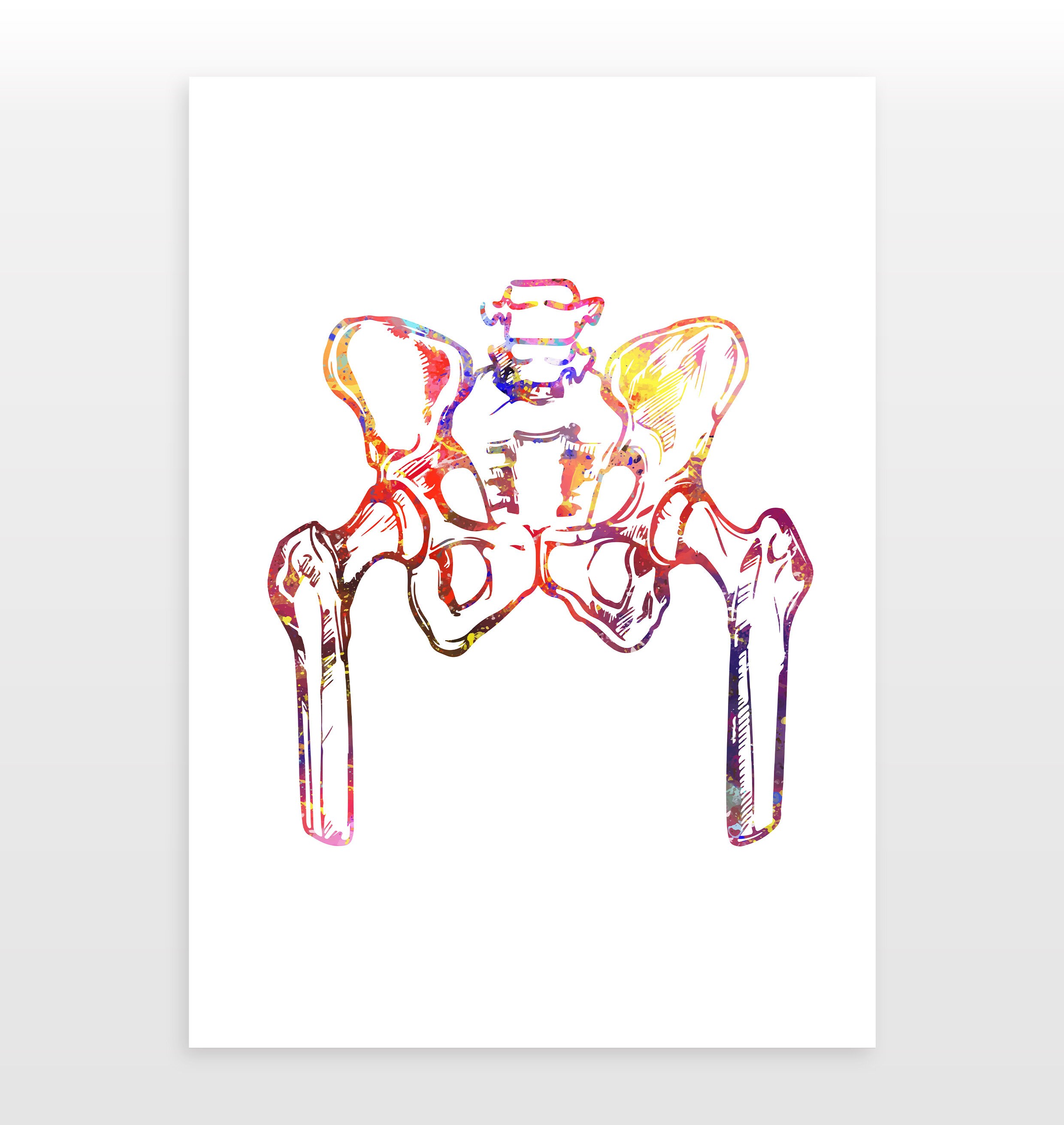 Pelvis Bone Poster Watercolour Print - Etsy