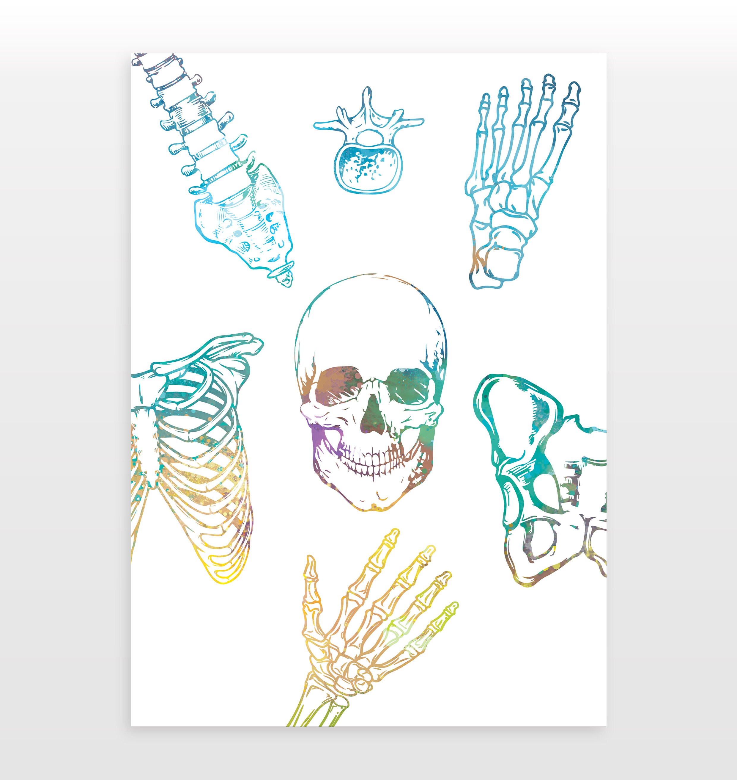 Human Bones Poster - Human Skeleton Print - Watercolour Print - Etsy