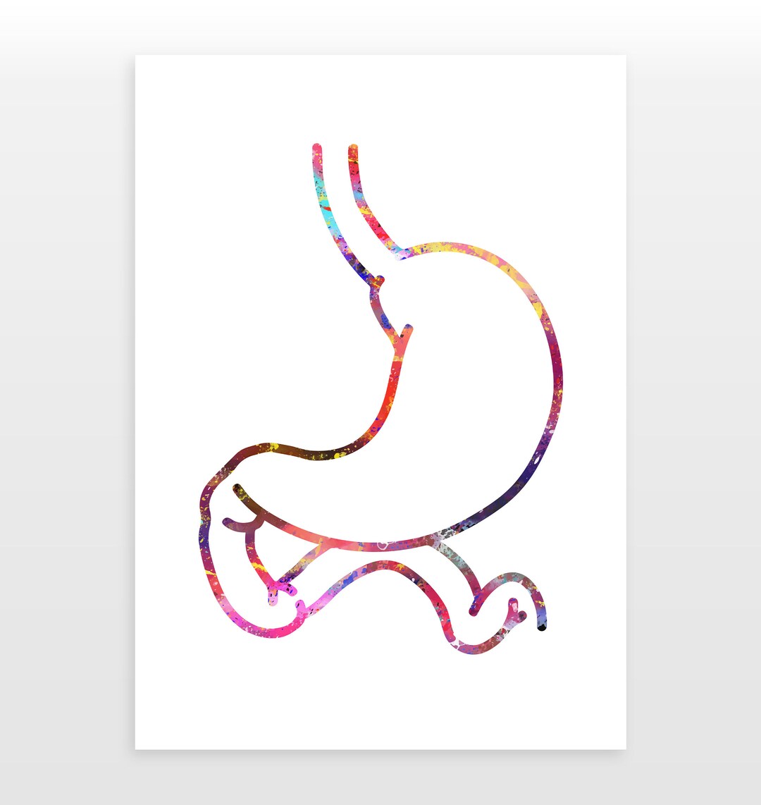 Human Stomach Poster - Human Anatomy Print - Watercolour Print - Etsy