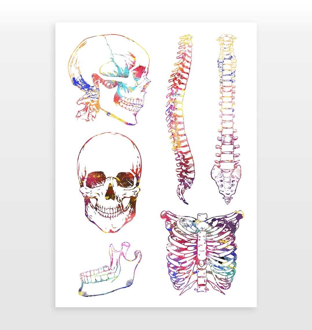 Human Bones Poster - Human Skeleton Print - Watercolour Print - Etsy