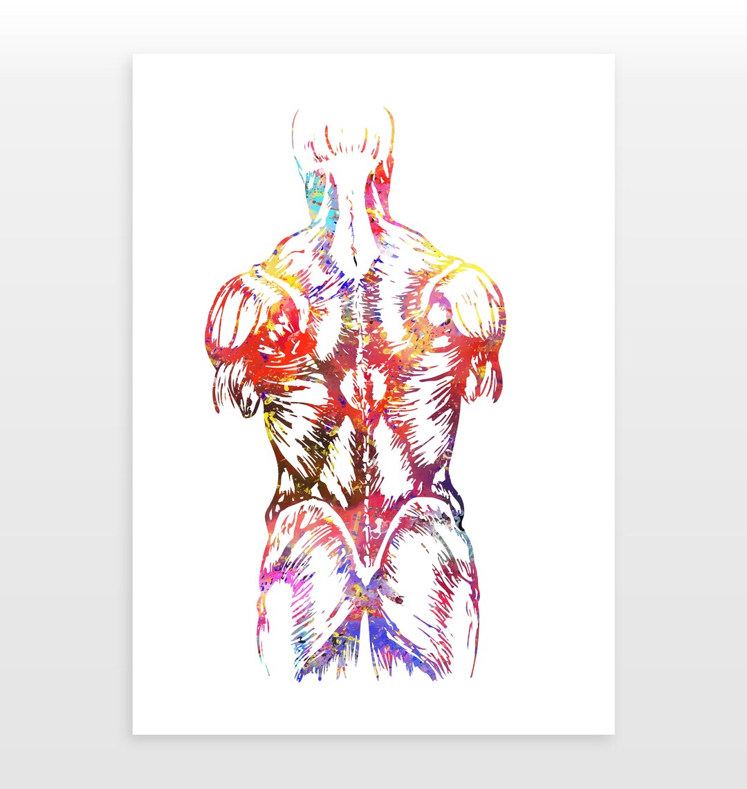 Back Muscles Poster Watercolour Print - Etsy