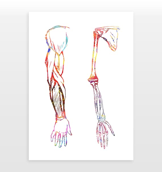 Skeleton Arm Anatomy