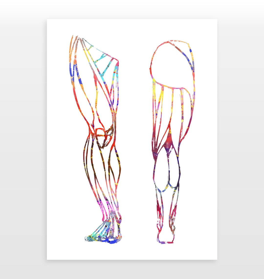 Leg Muscles Poster - Watercolour Print - Etsy