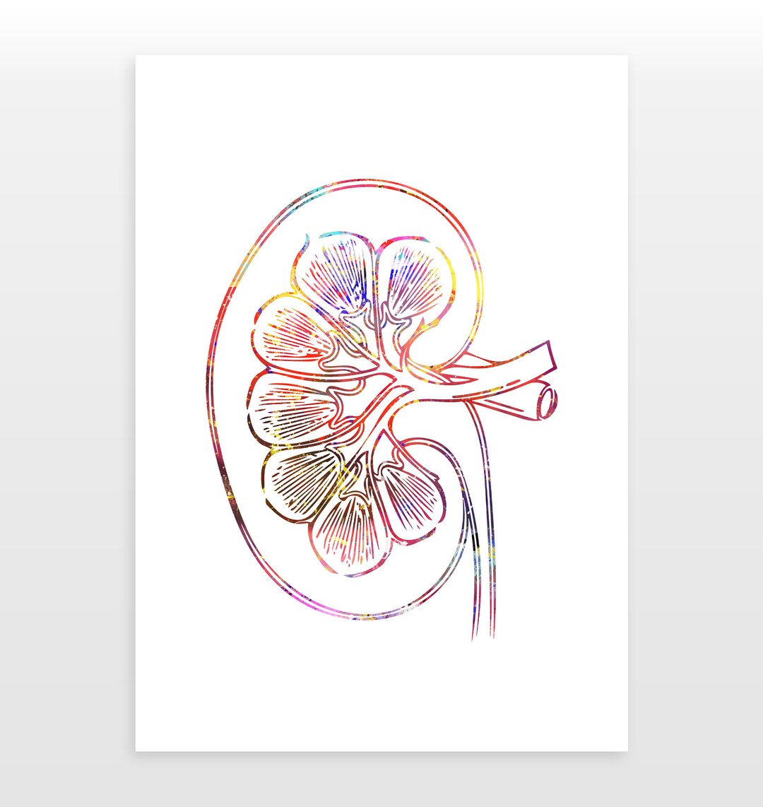 Kidney Poster - Human Organs Print - Watercolour Print - Etsy